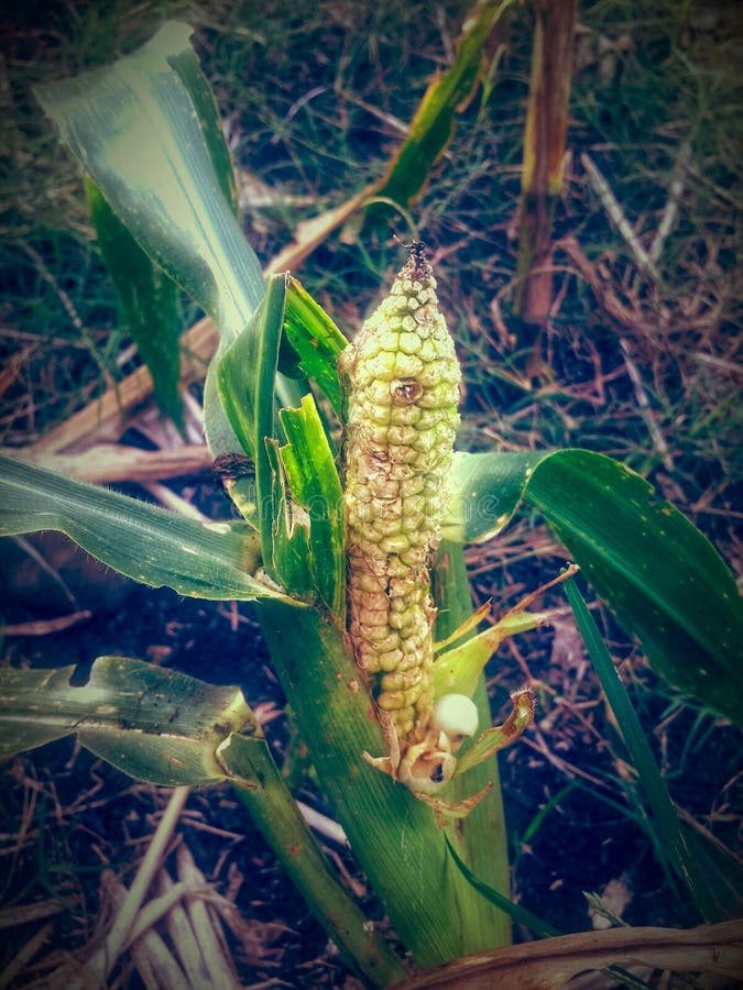 The One Corn Tree in the Garden Stock Image - Image of corn, tree ...
