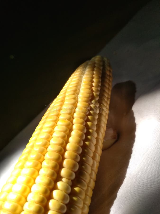 One Corn on White Cloth Dark Light Isolated Photo Stock Image - Image ...
