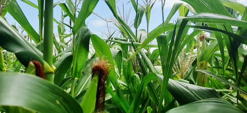 One Corner of the Corn Plant Stock Image - Image of harvest, farmer ...