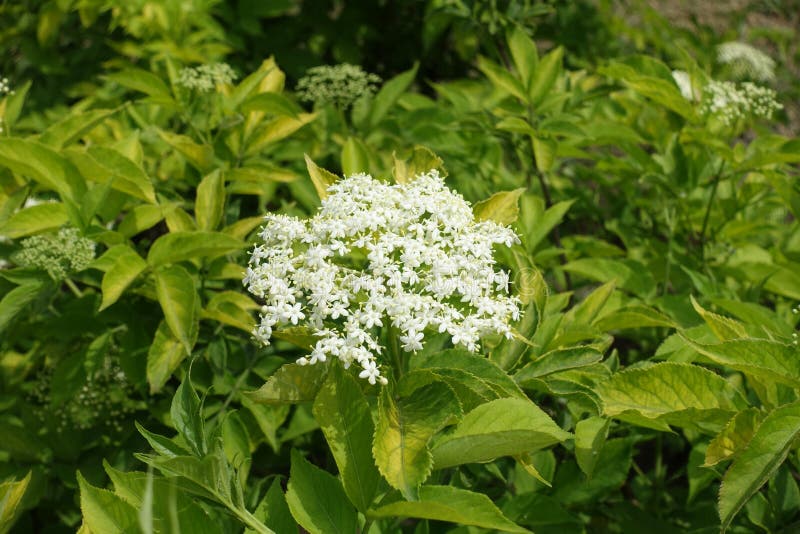 One Corymb of White Flowers of Sambucus Nigra Stock Photo - Image of ...