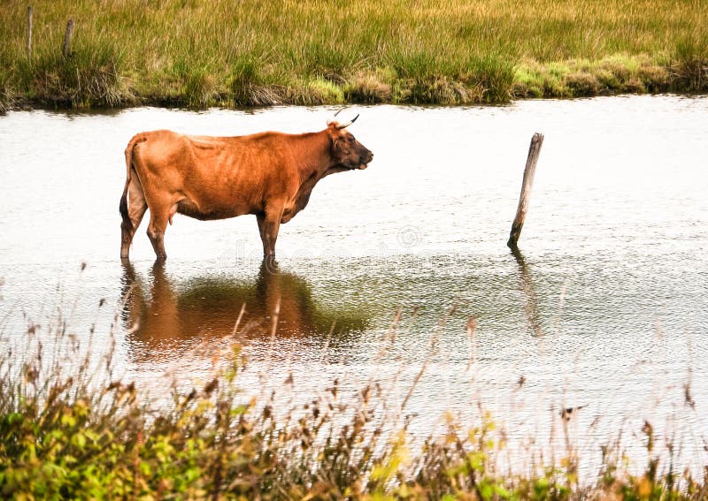 One cow stock photo. Image of brown, lake, nature, pond - 29413560