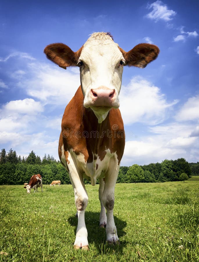 One cow stock image. Image of looking, brown, animal - 36921679
