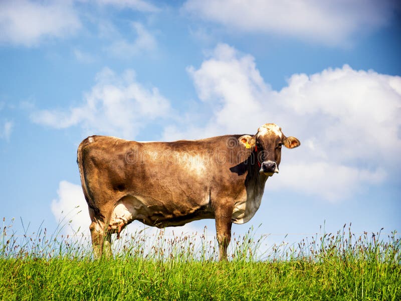 One cow stock image. Image of wide, looking, outdoors - 51457413