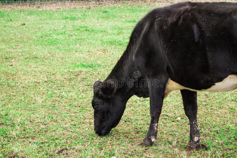 One Cow in a Field stock image. Image of farm, green - 130808761