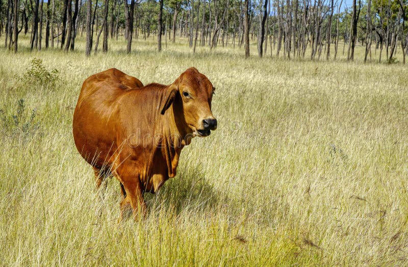 One cow in grassy paddock stock photo. Image of front - 193516232