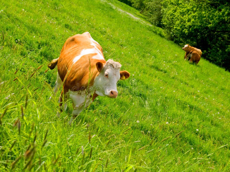 One cow in green field stock image. Image of farm, agriculture - 9372767