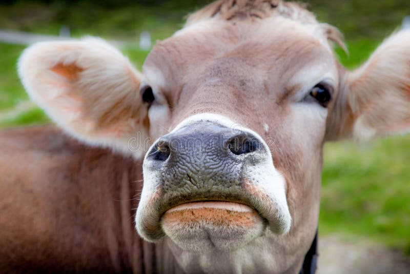 One cow on pasture stock photo. Image of pasture, conceptual - 105471564