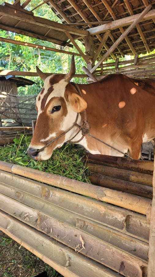 One Cow is in the Pen To Be Raised by the Farmer Stock Image - Image of ...
