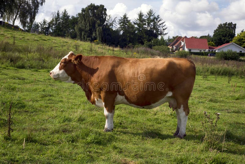 One Cow stock image. Image of looking, rural, domestic - 75174155