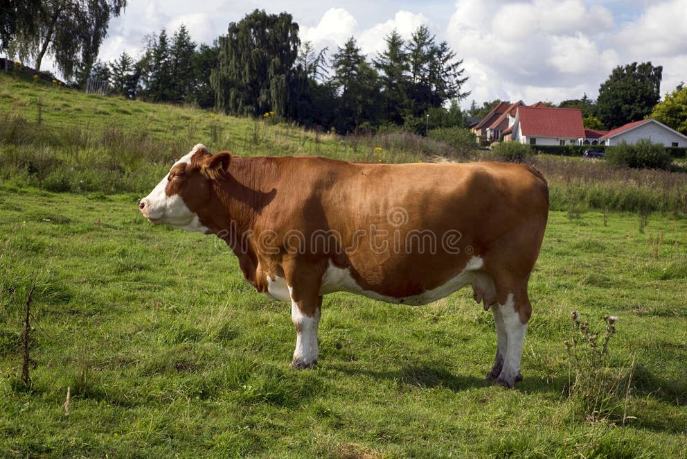 One Cow stock image. Image of looking, rural, domestic - 75174155