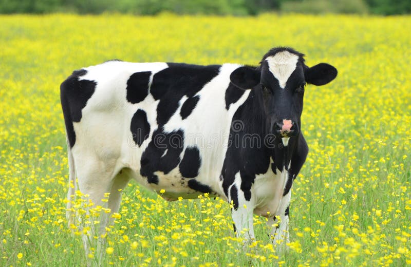 One Cow Standing in a Yellow Pasture Stock Image - Image of bright ...