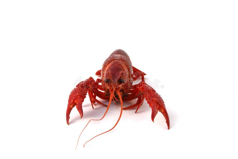 One Crab Picture. Image: 5684105