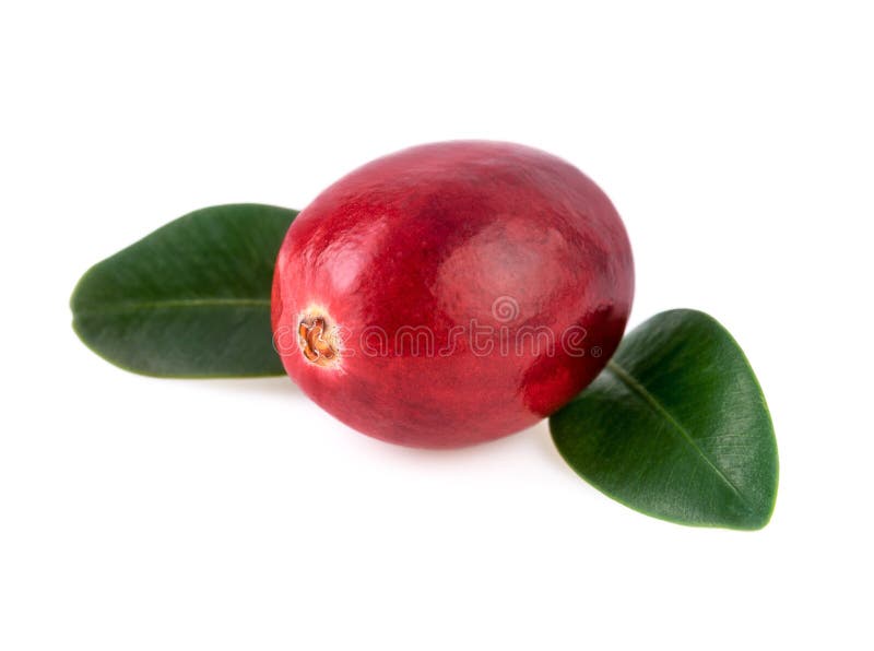 One Cranberry isolated stock photo. Image of natural - 91820322