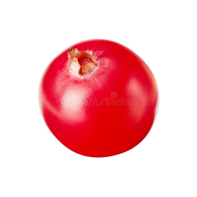 One Cranberry Isolated on White Background. Macro Stock Photo - Image ...