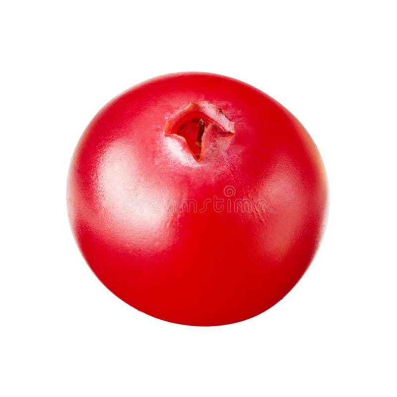 One Cranberry Isolated on White Background. Macro Stock Image - Image ...