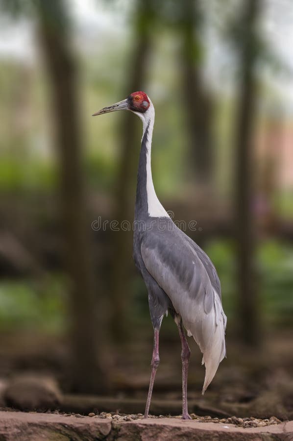 1 Crane Stands at the Edge of a Forest in Spring Stock Photo - Image of ...