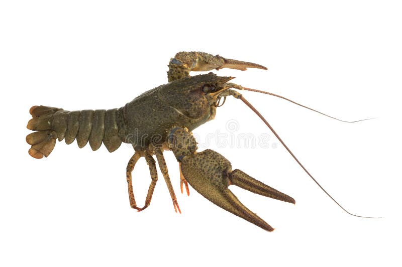 103 Large Green Crayfish River Stock Photos - Free & Royalty-Free Stock ...