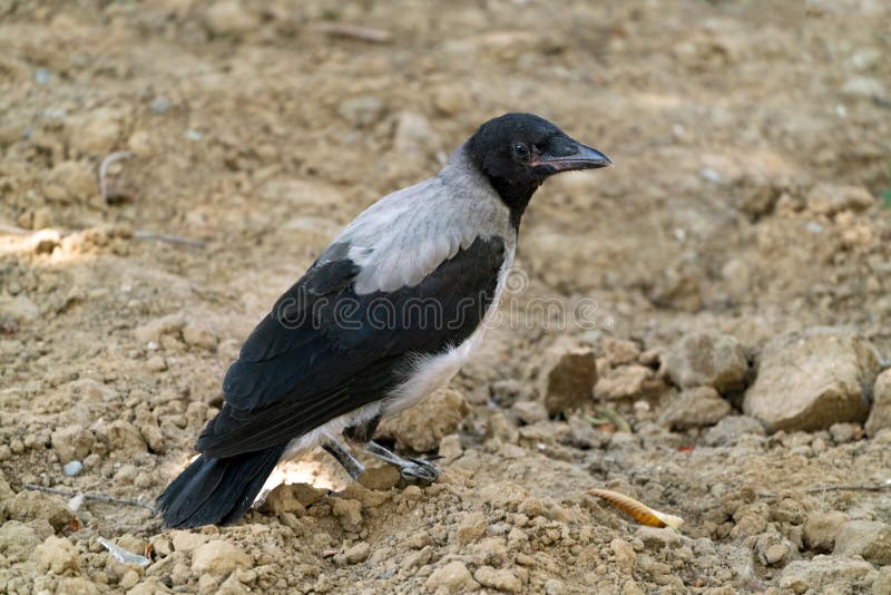 One crow on the ground stock photo. Image of environment - 249505614