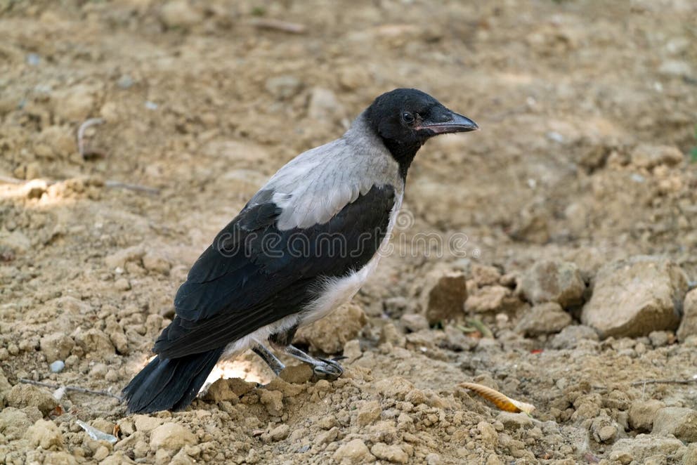 One crow on the ground stock photo. Image of environment - 249505614