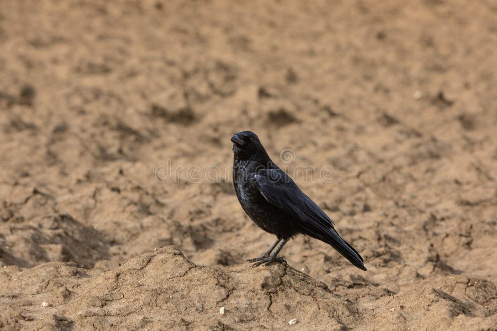 One Crow Sitting on a Empty Field Stock Photo - Image of feather ...