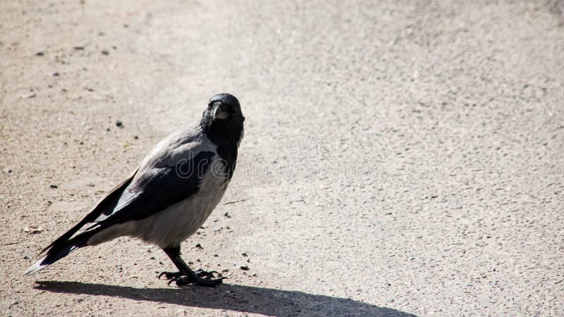 One Crow Standing on the Pavement Close Up Stock Image - Image of wild ...