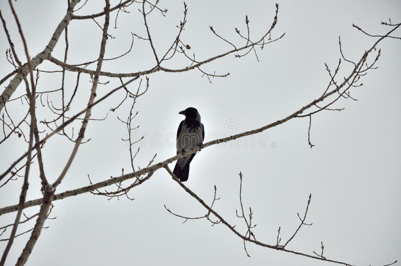 One Crow on a Tree stock photo. Image of grey, park, wildlife - 65773344