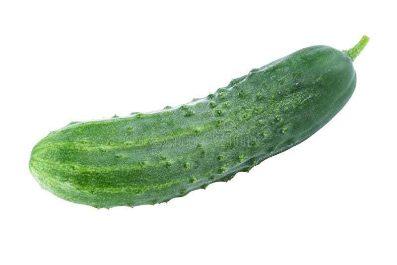 One cucumber stock image. Image of ingredient, organic - 25901287