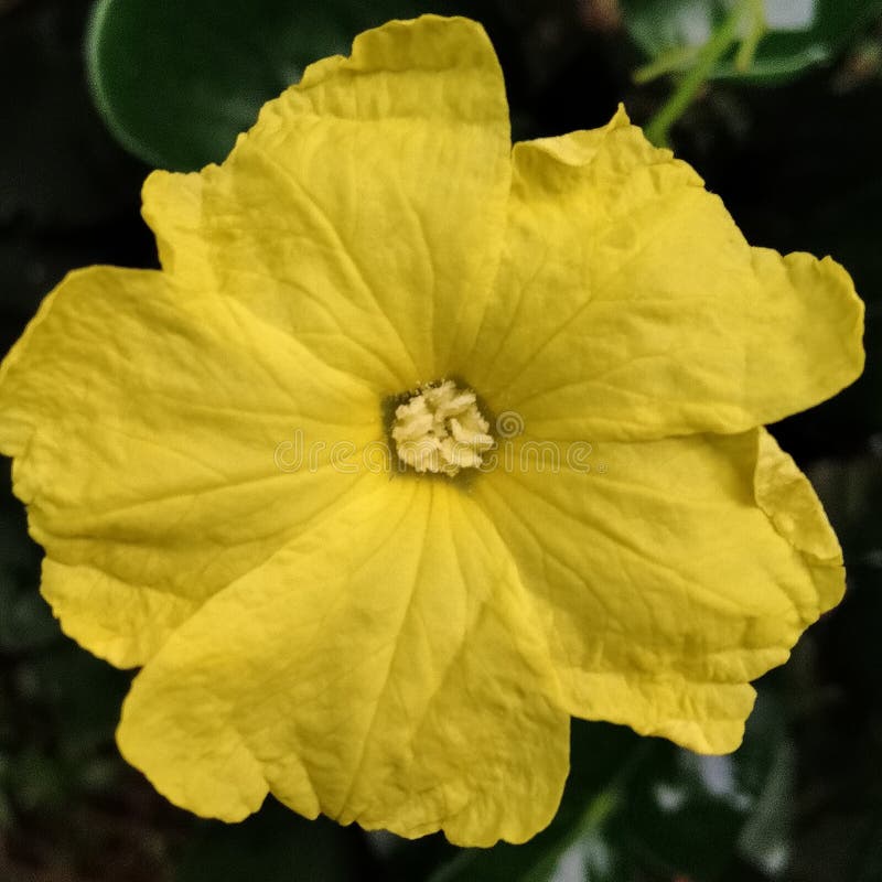 One of the Cucurbit Flowers Stock Image - Image of green, leaf: 197919477