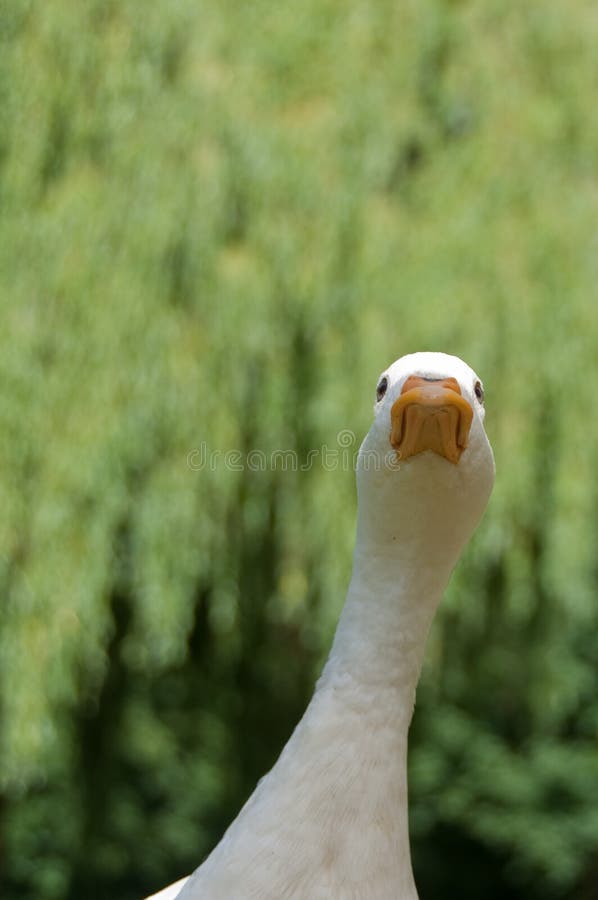 55+ Curious duck Free Stock Photos - StockFreeImages