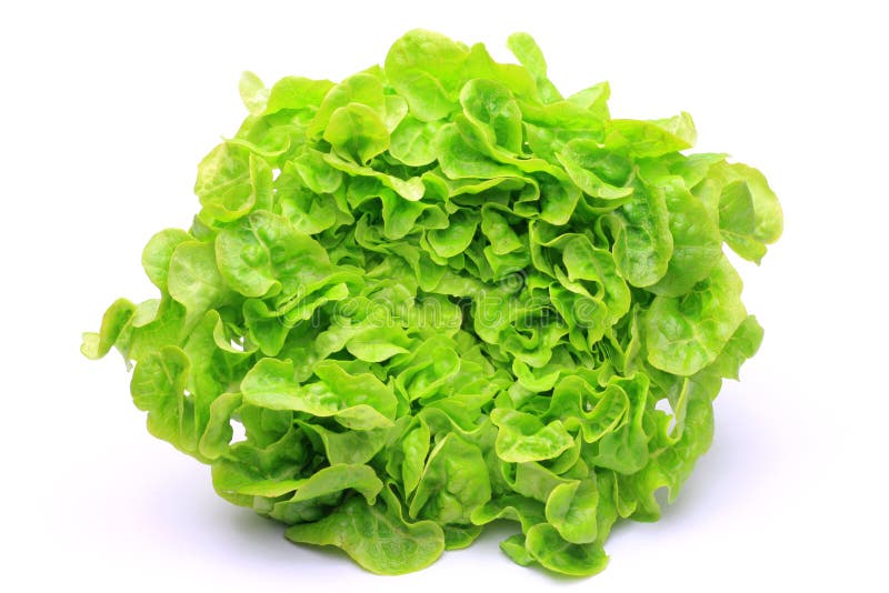One cut lettuce stock photo. Image of vegetable, lettuce - 28216564