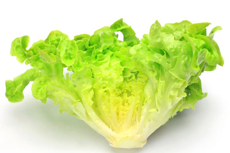 One Cut Lettuce Stock Photos - Download 1,015 Royalty Free Photos