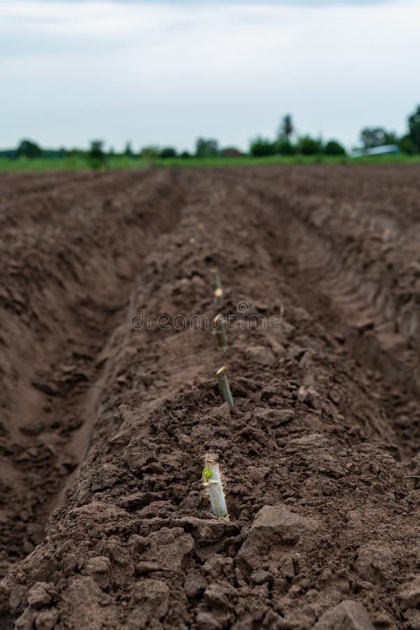 One of the Cut Stems of Tapioca is Planted. Stock Photo - Image of soil ...