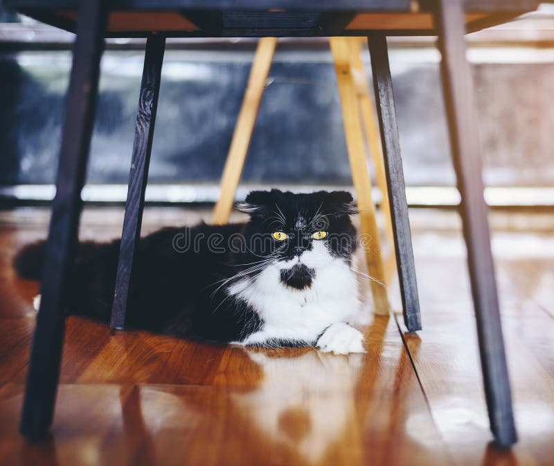 One Cute Black and White Cat is Playing Under the Wooden Table. Stock ...