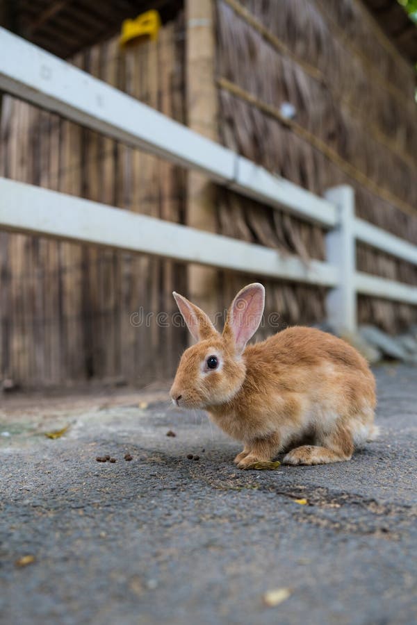 One cute brown rabbit stock photo. Image of eating, bright - 352426768