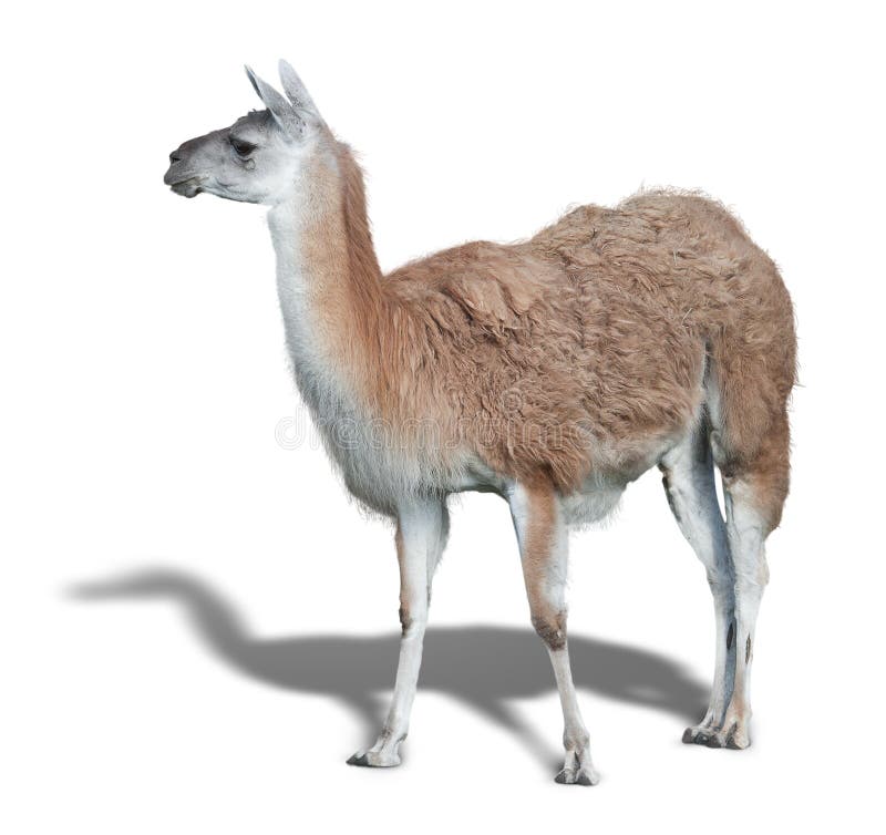 Lama isolated stock photo. Image of argentina, hair, portrait - 74124260