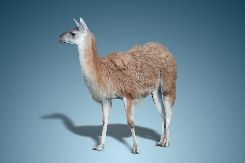 One cute Lama stock image. Image of brown, wool, exhibition - 60002023