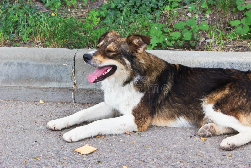 One Cute Stray Russian Dog on Road Begs for Cookie Stock Photo - Image ...