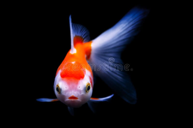 Cute Fish Oranda. Black Background. Stock Image - Image of colorful ...