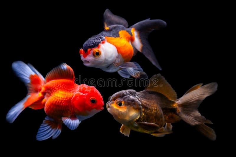Cute Fish Oranda. Black Background. Stock Image - Image of aqua, gold ...