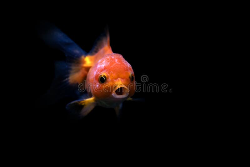 Cute Fish Oranda. Black Background. Stock Photo - Image of baby, cute ...