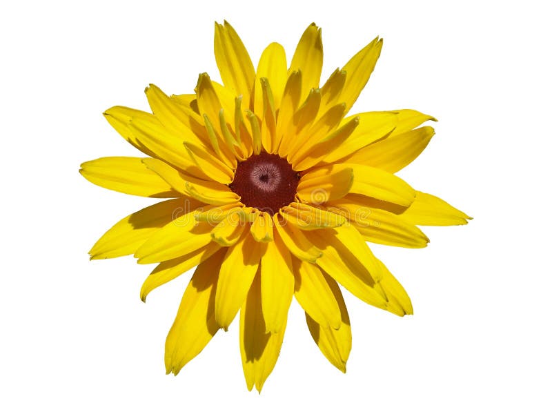 One Cutleaf Coneflower Yellow Flower Isolated on White Stock Image ...