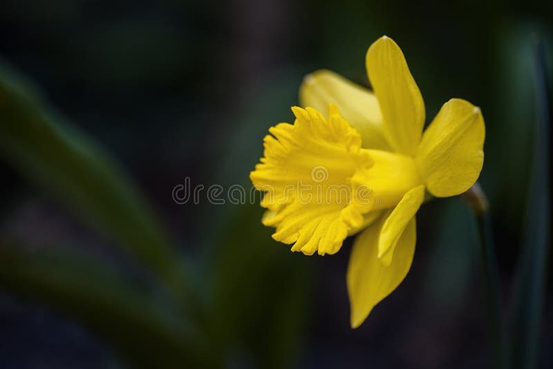 One Daffodil on a Dark Background with Leaves Close Up Stock Photo ...