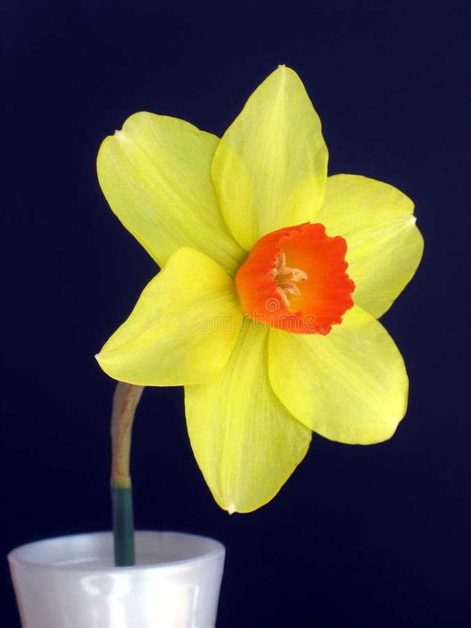 One daffodil in a vase stock image. Image of detail, floral - 13694221