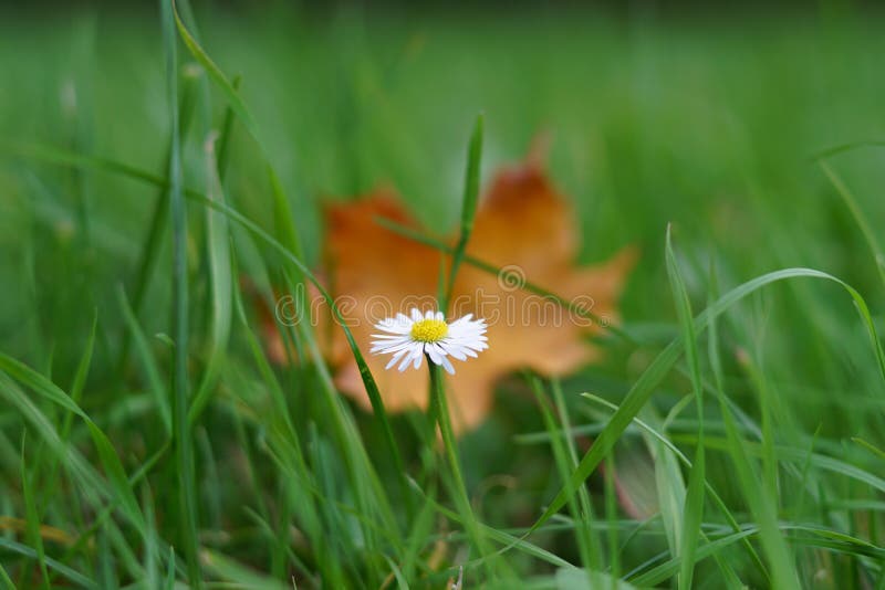 One Daisy on the Background of an Autumn Yellow Leaf. Stock Image ...