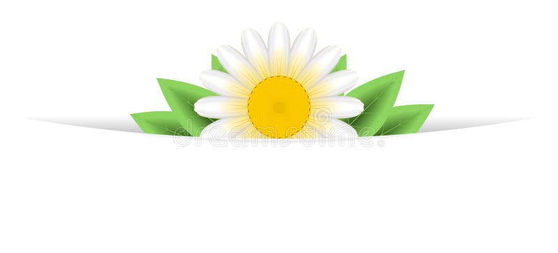 One Daisy Banner Header Background Stock Vector - Illustration of ...