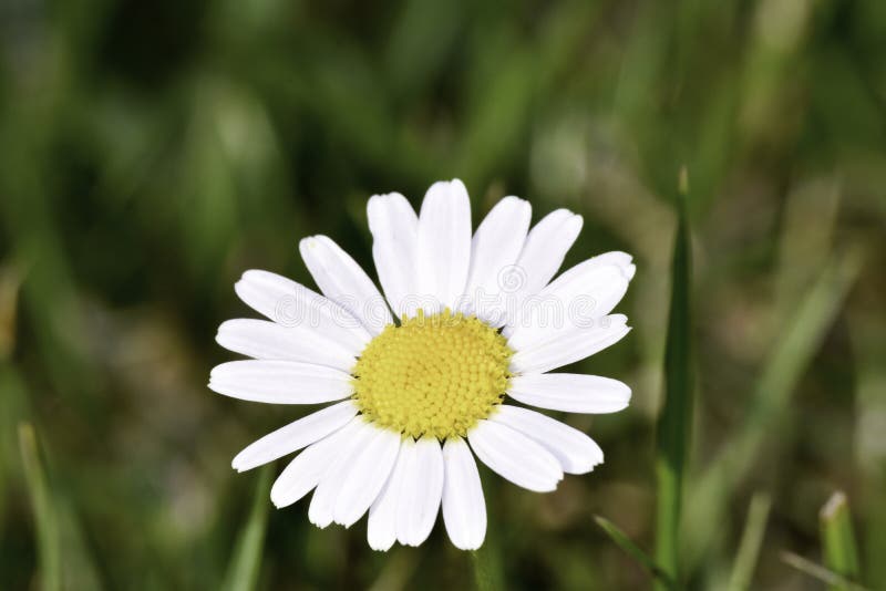 One daisy flower on field stock image. Image of black - 175096253