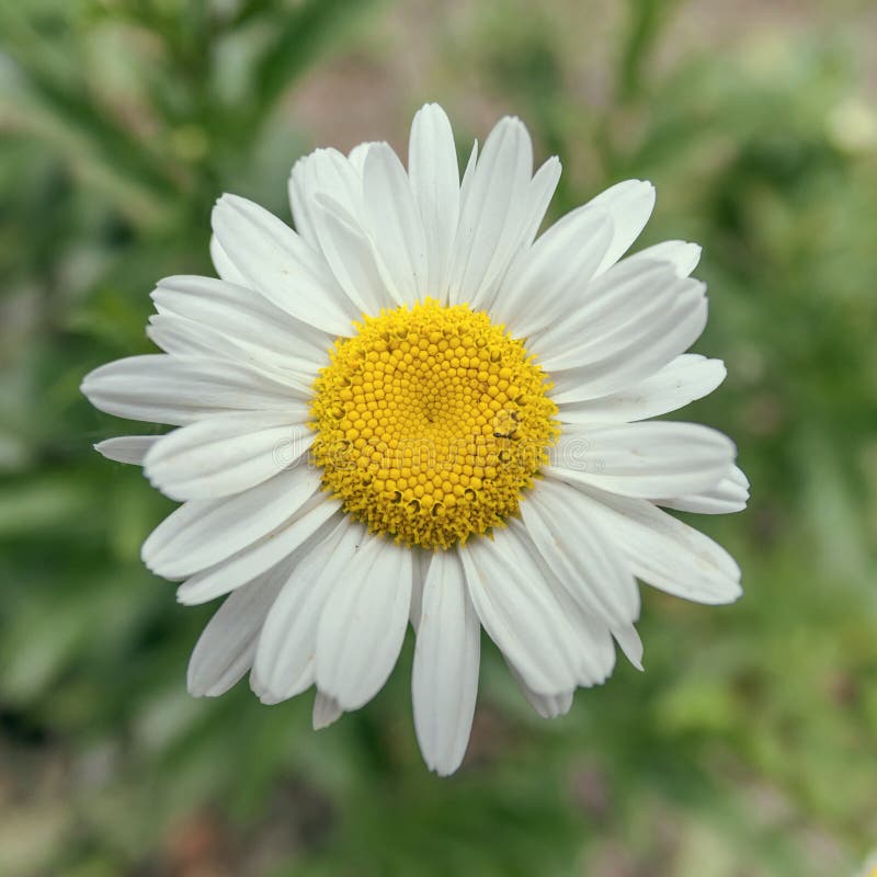 One Daisy Flower on Field Isolated, Close Up Stock Image - Image of ...