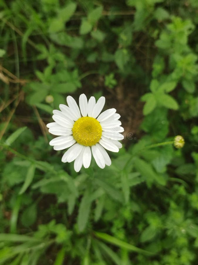 One Daisy Flower in Green Grass Stock Image - Image of green, flower ...