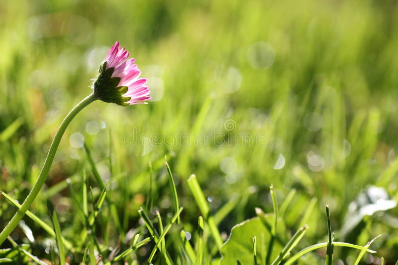 One Daisy Flower in the Meadow Stock Image - Image of meadow, grow ...