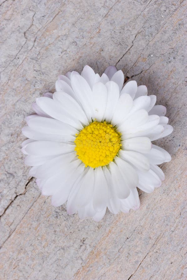 One daisy flower stock photo. Image of romantic, table - 75186444